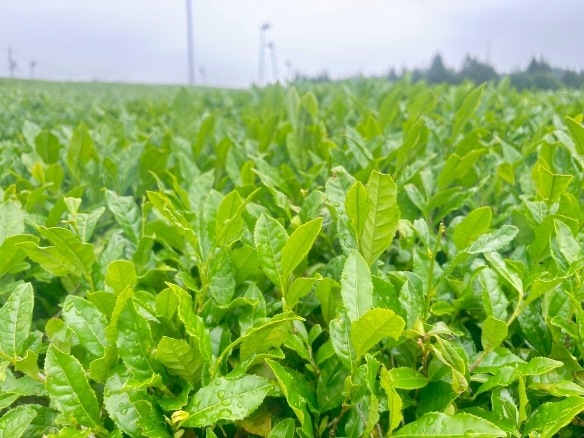 What Is Shincha? – Japan’s Freshest Seasonal Green Tea – Matcha & The ...